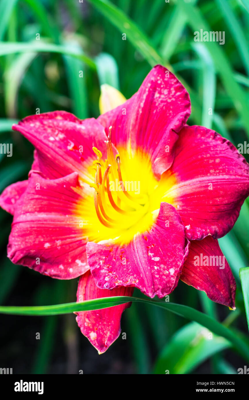Beautiful daylilies growing in the garden Stock Photo - Alamy