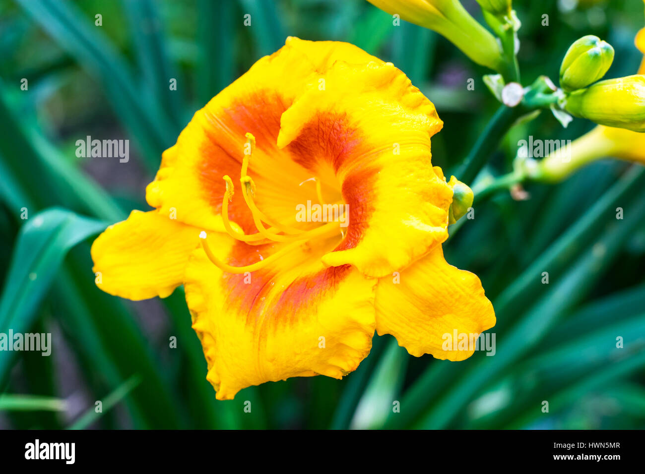 Beautiful daylilies growing in the garden Stock Photo - Alamy