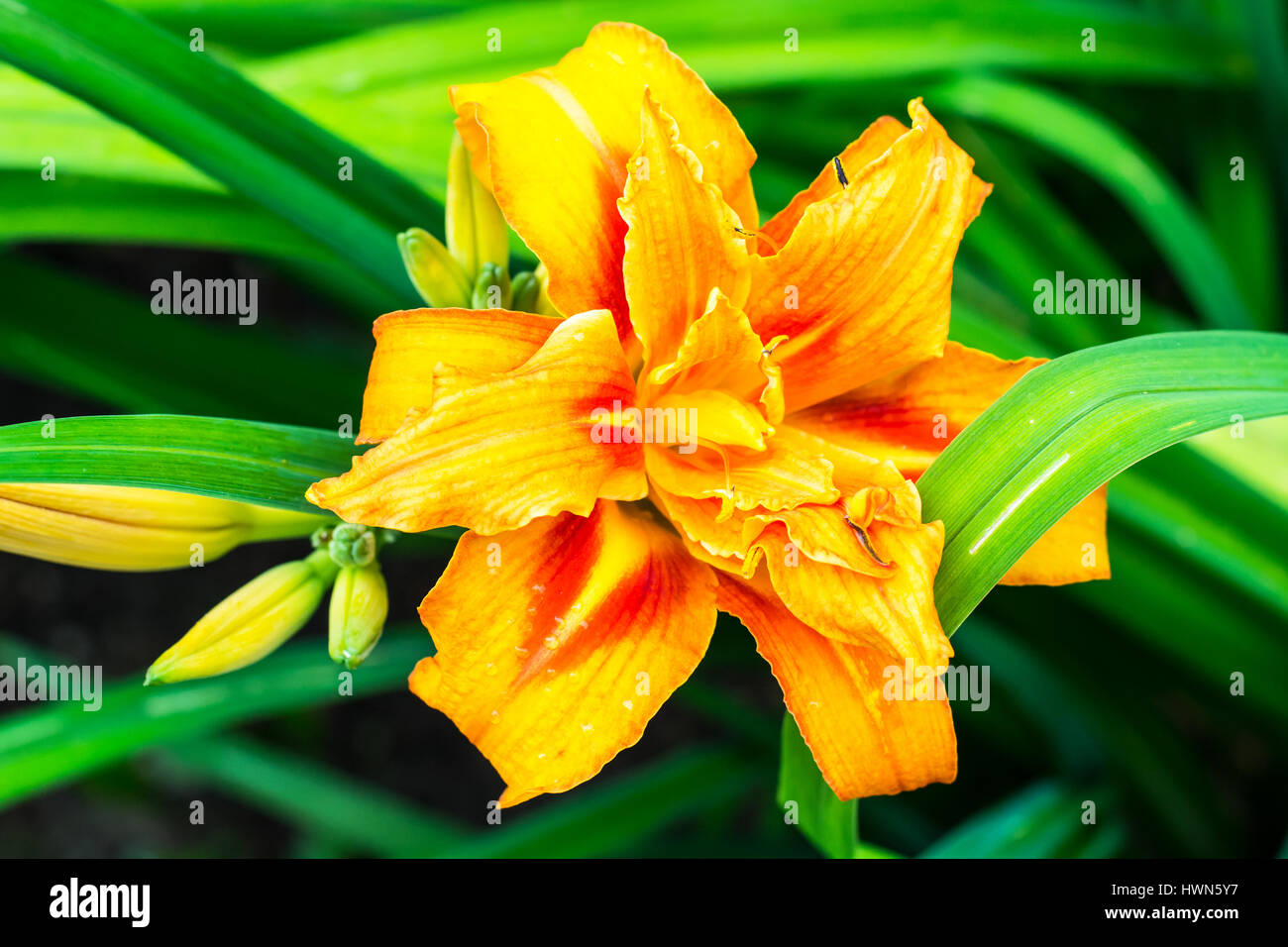 Beautiful daylilies growing in the garden Stock Photo - Alamy
