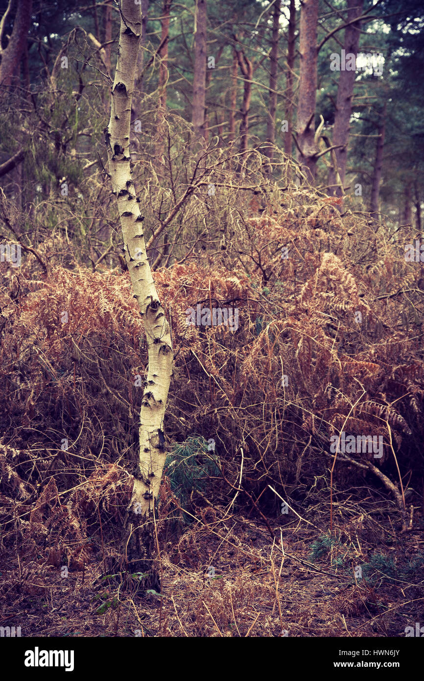 Silver Birch and Bracken in Woodland at Sutton Common Stock Photo - Alamy
