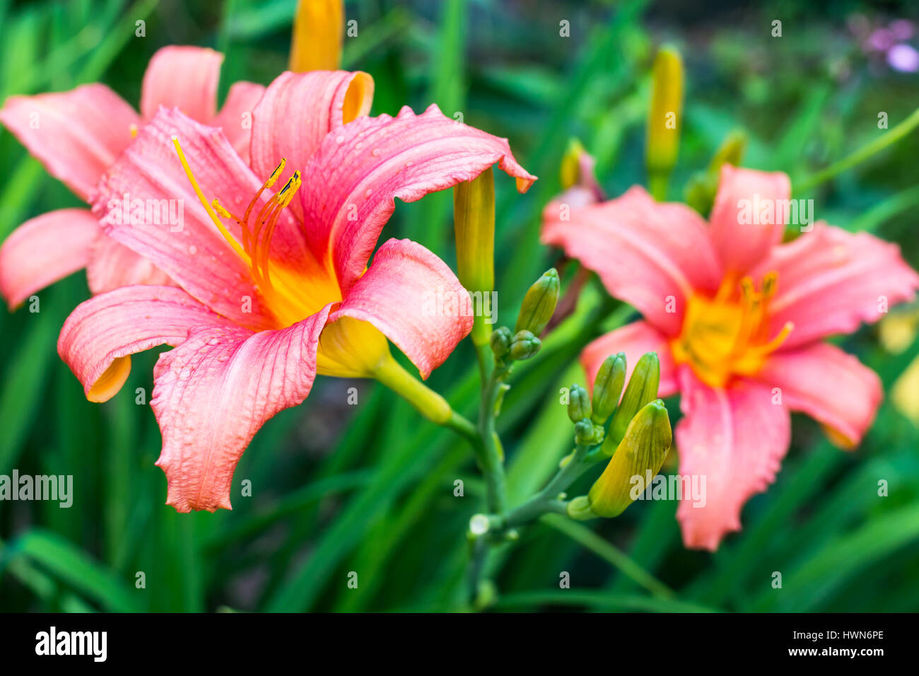 Beautiful daylilies growing in the garden Stock Photo - Alamy