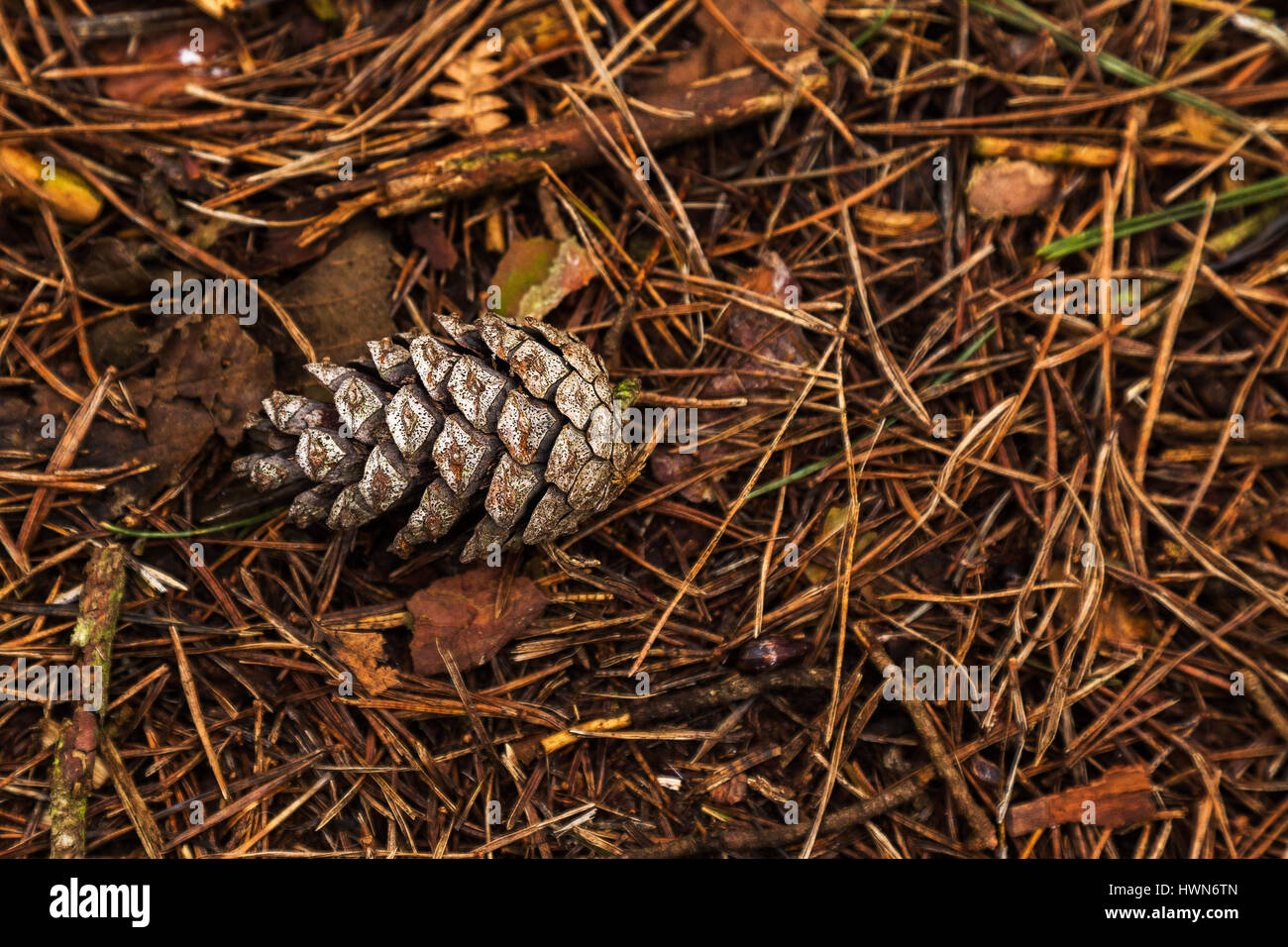 Pine cone lying on ground hi-res stock photography and images - Alamy