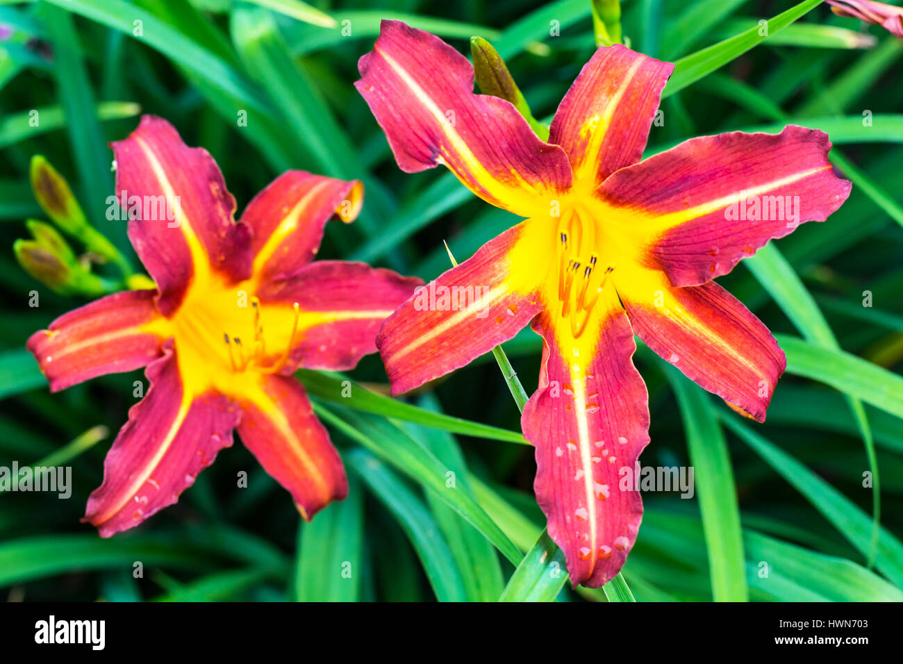 Beautiful daylilies growing in the garden Stock Photo - Alamy