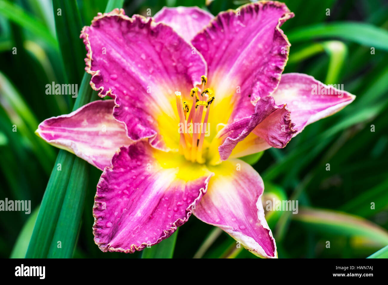 Beautiful daylilies growing in the garden Stock Photo - Alamy