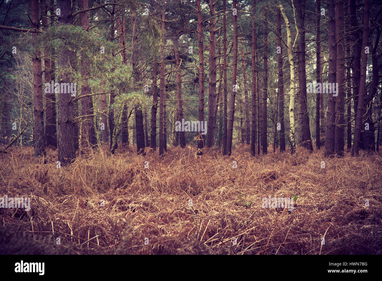 Sutton common hi-res stock photography and images - Alamy