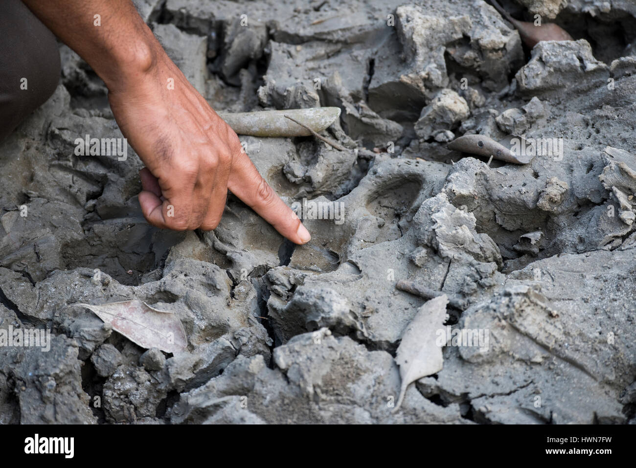 Bangladesh, The Sundarbans ("beautiful forest") Sundarbans National ...