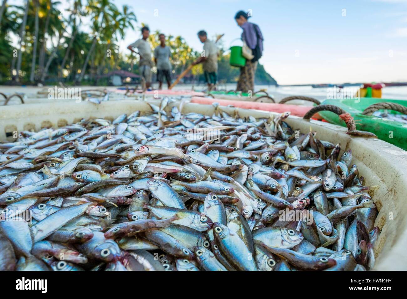 Myanmar (Burma), Rakhine state (or Arakan state), Thandwe district ...