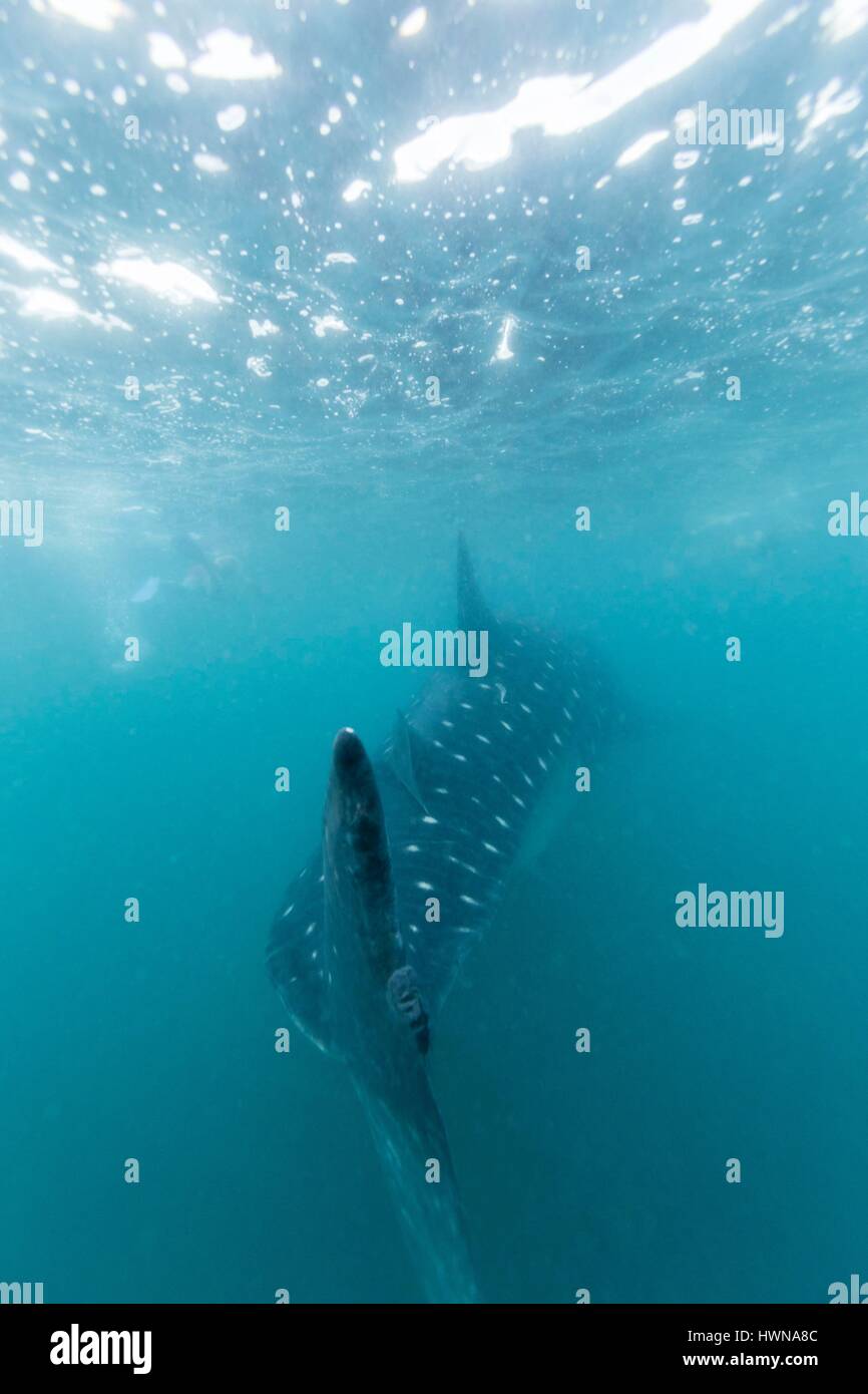 Philippines luzon sorsogon province donsol hi-res stock photography and ...