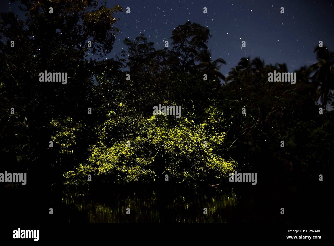 Philippines, Luzon, Sorsogon Province, Donsol, fireflies on a tree on ...