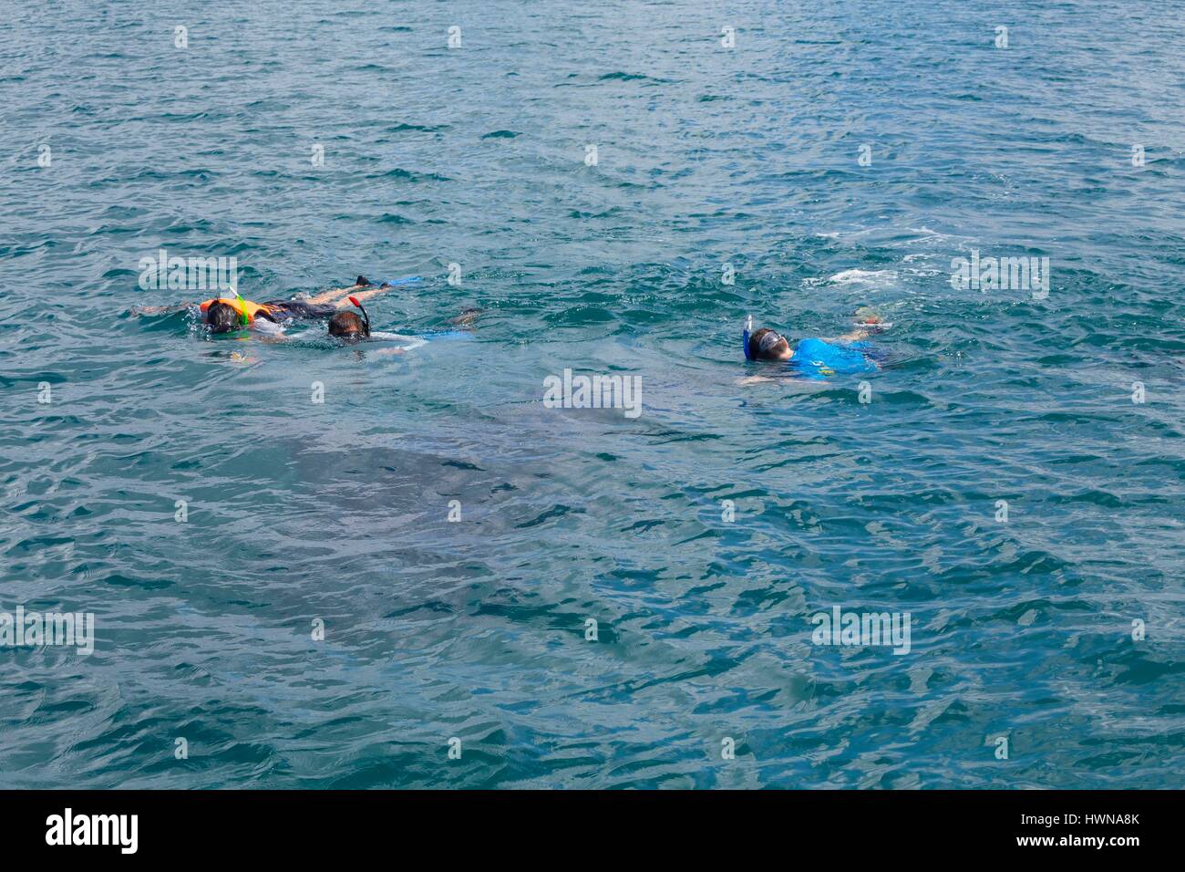 Philippines, Luzon, Sorsogon Province, Donsol, tourists swimming with ...