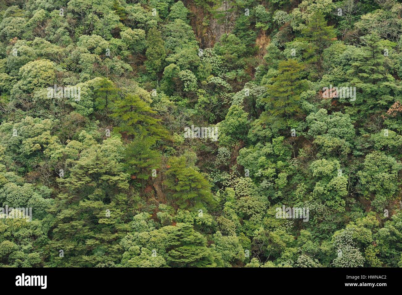 China, Anhui Province, forest on Mount Huangshan (Yellow Mountains ...