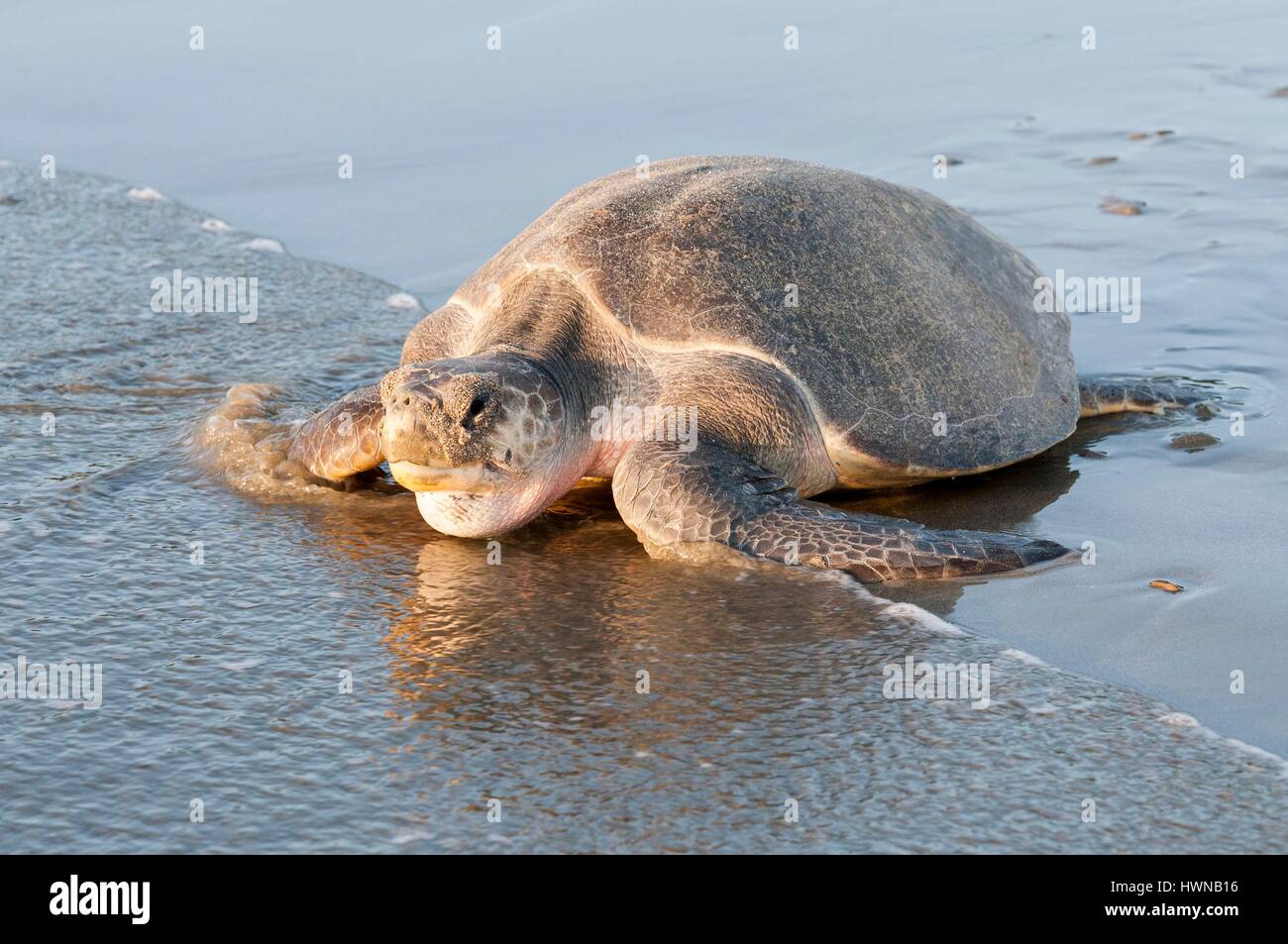 Nicaragua, Rivas district, San Juan del Sur, Playa la Flor, olive ...