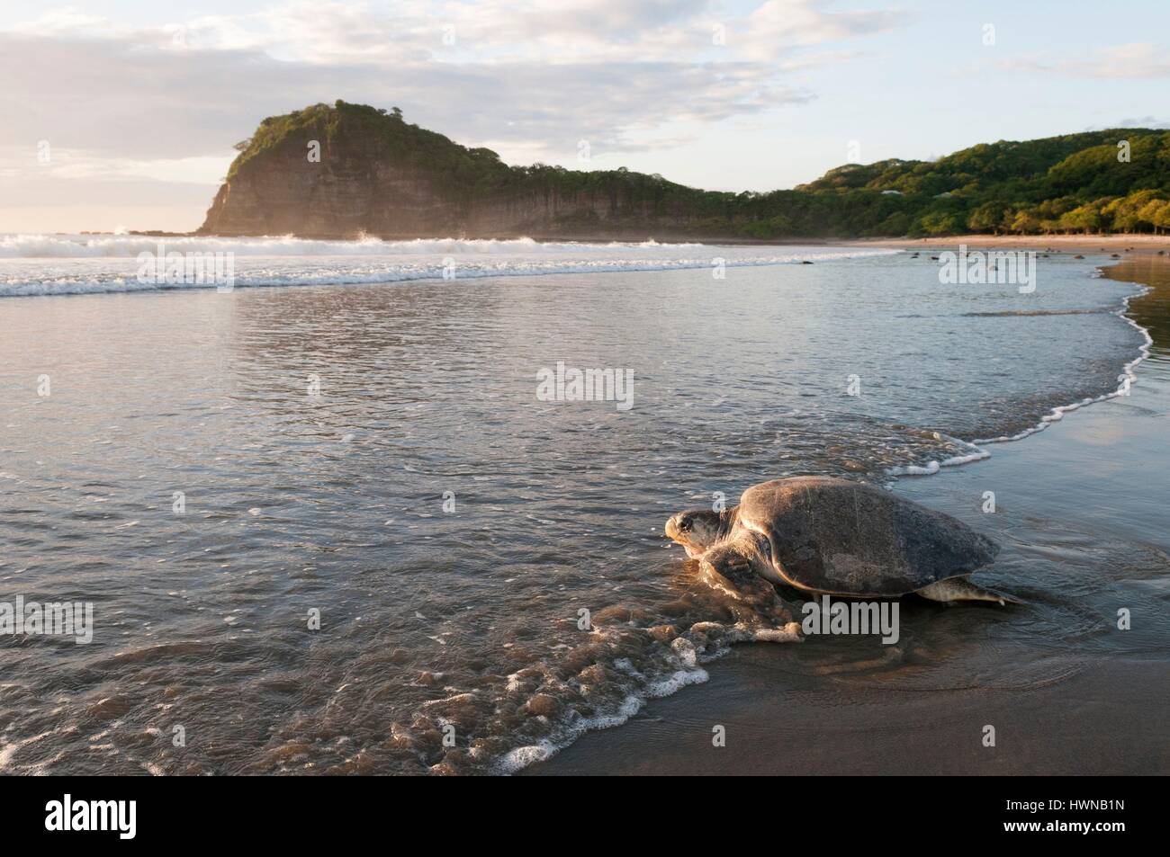 Nicaragua, Rivas district, San Juan del Sur, Playa la Flor, olive ...