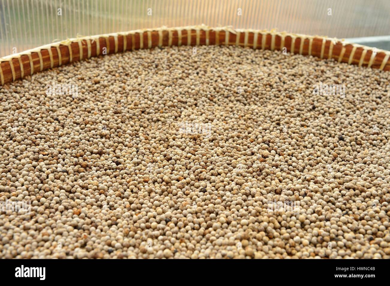 Cambodia, Kampot Province, Kampot, Pepper Road, pepper plantation Sothy ...