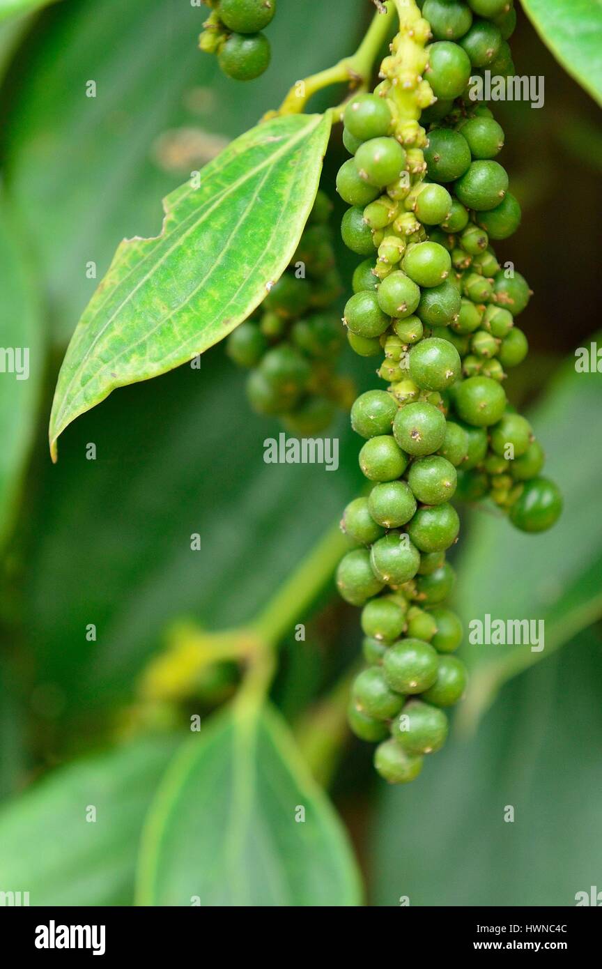 Cambodia, Kampot Province, Kampot, Pepper Road, pepper plantation Sothy ...