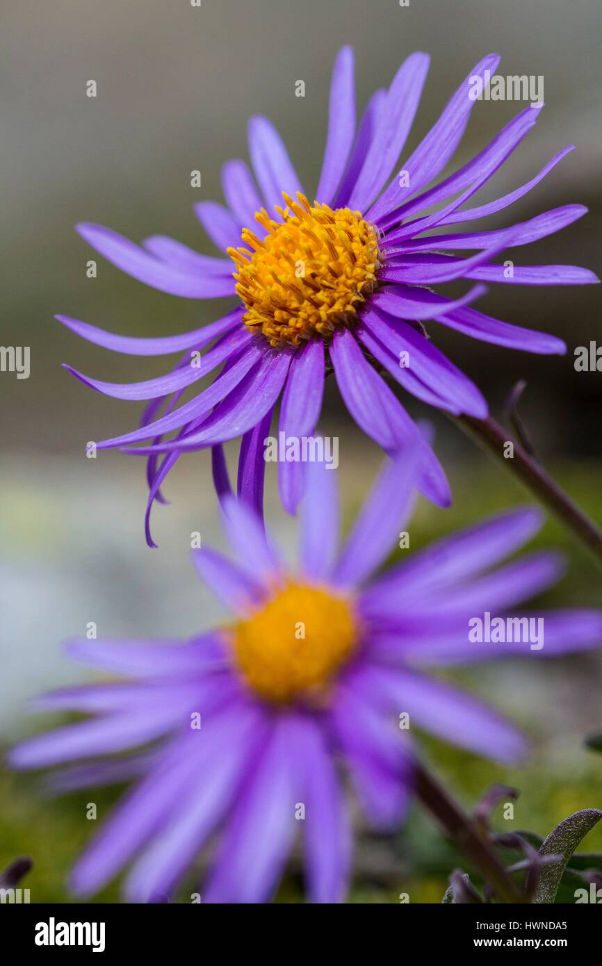 Switzerland, Canton of Valais, Zermatt station at the foot of the Matterhorn, aster of the Alps ...