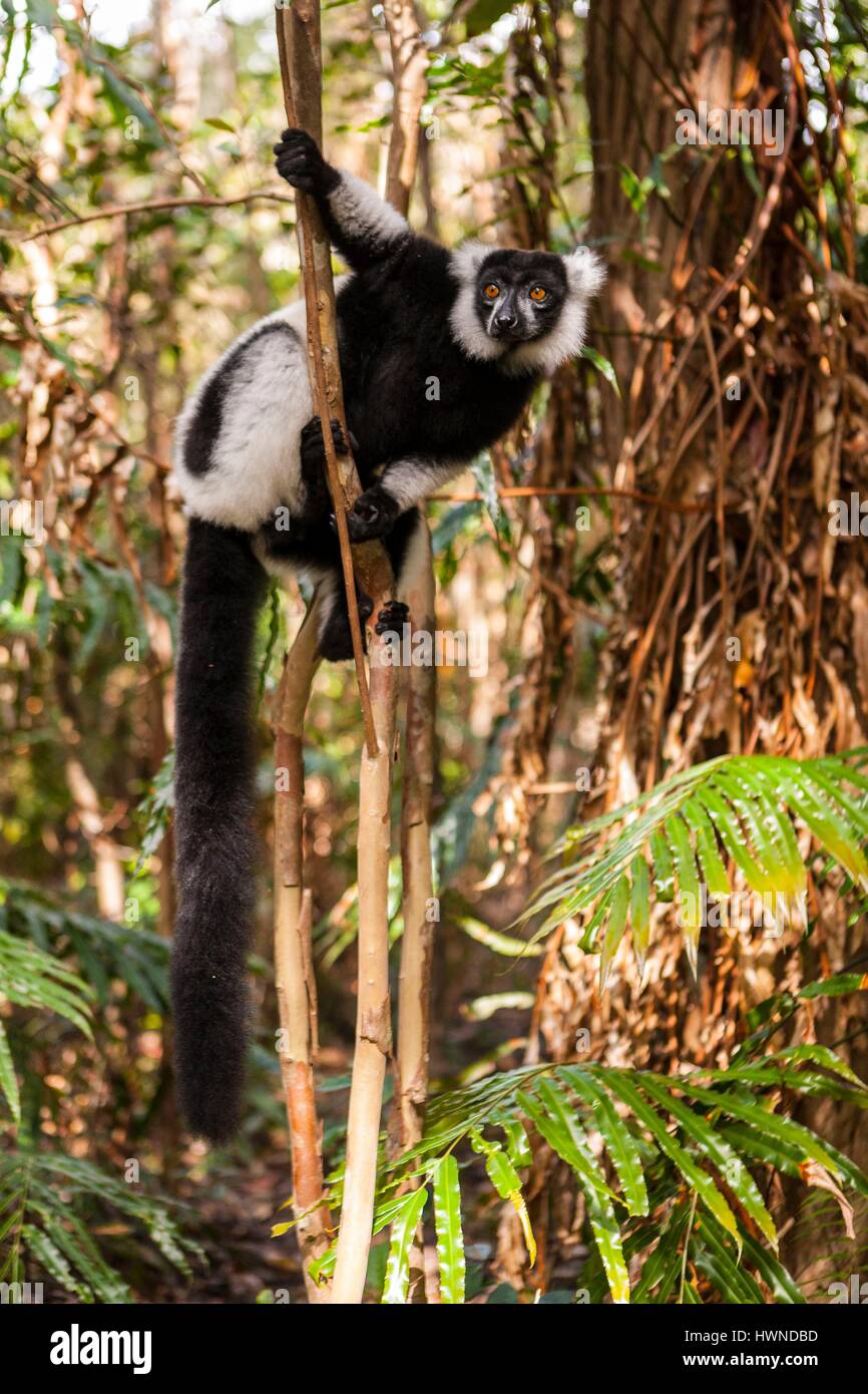 Madagascar, East, Andasibe Mantadia National Park, lemur Vari (black ...
