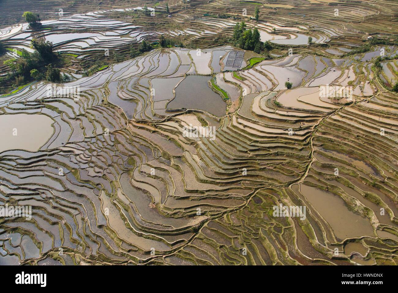 China, Yunnan State, Honghe District, Yuanyang city, Mount Ailao ...