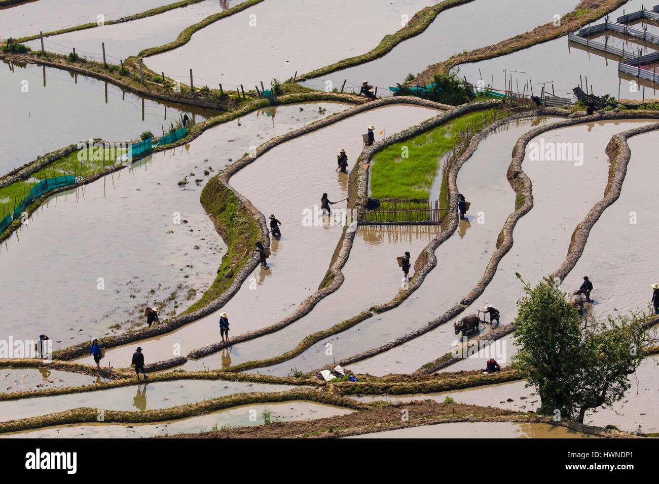 China, Yunnan State, Honghe District, Yuanyang city, Mount Ailao ...