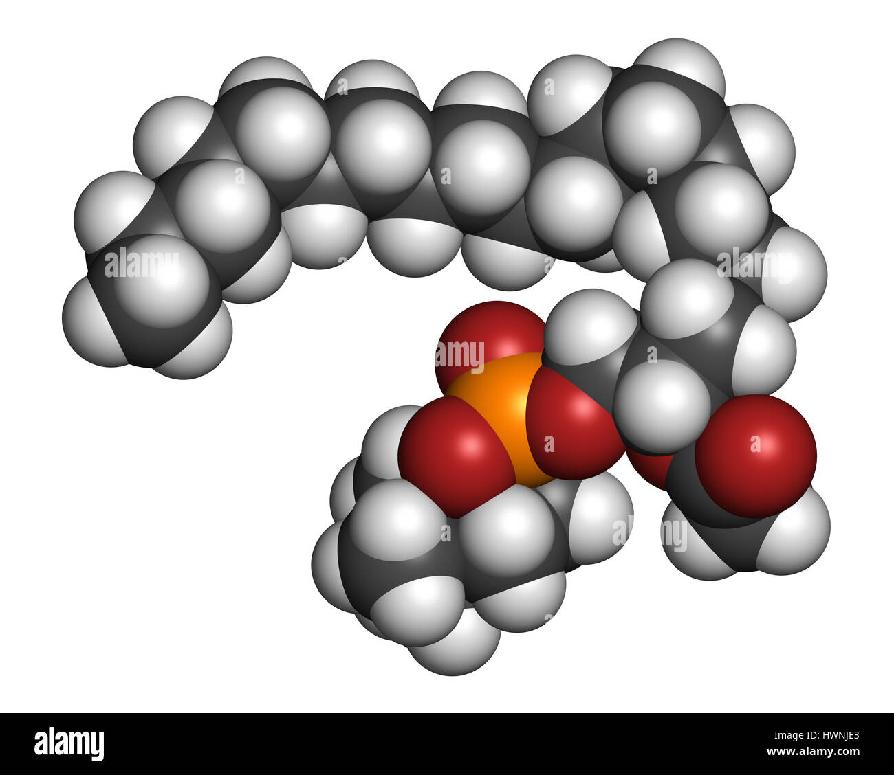 Platelet Activating Factor (PAF) signaling molecule. 3D rendering ...