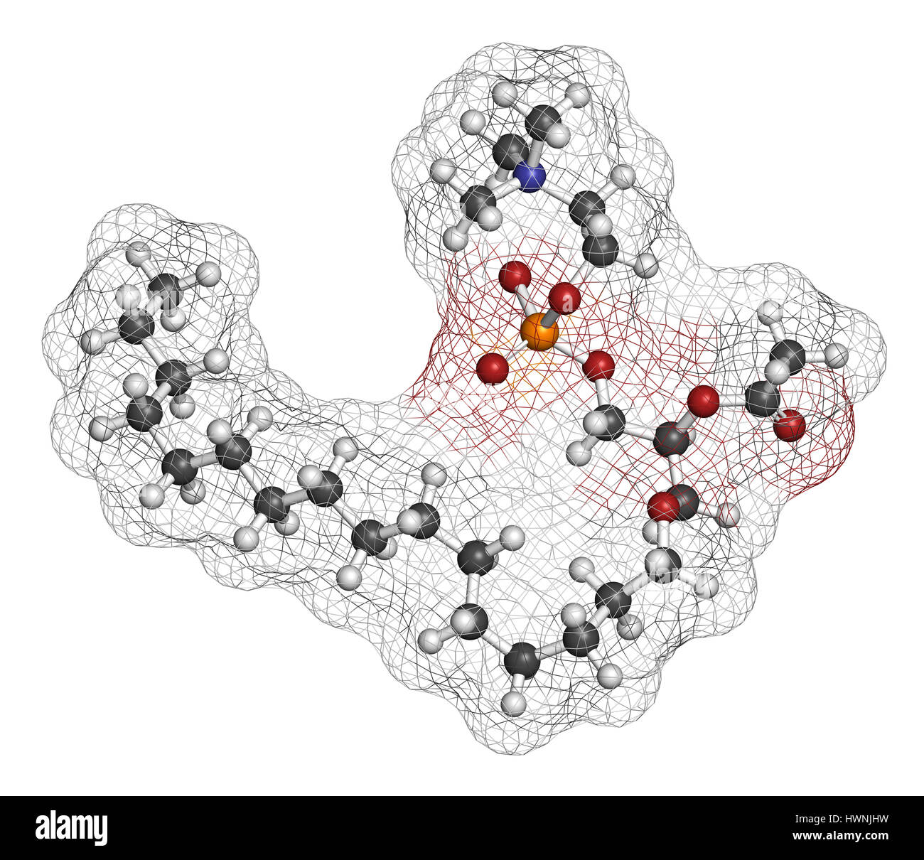 Platelet Activating Factor (PAF) signaling molecule. 3D rendering ...