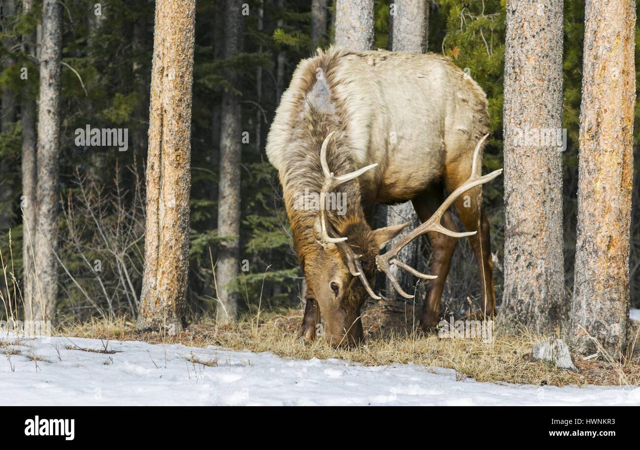 Young Bull Deer during rut season looking for food after harsh winter ...