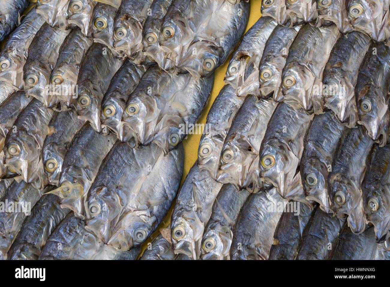 Philippines, Luzon, Sorsogon Province, Donsol, dried fishes on the ...