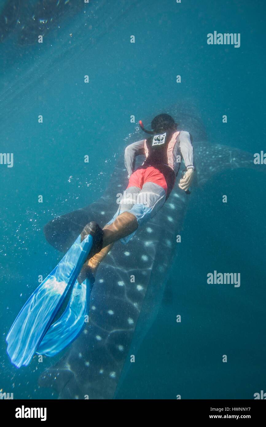 Whale shark swimming in the philippines hi-res stock photography and ...