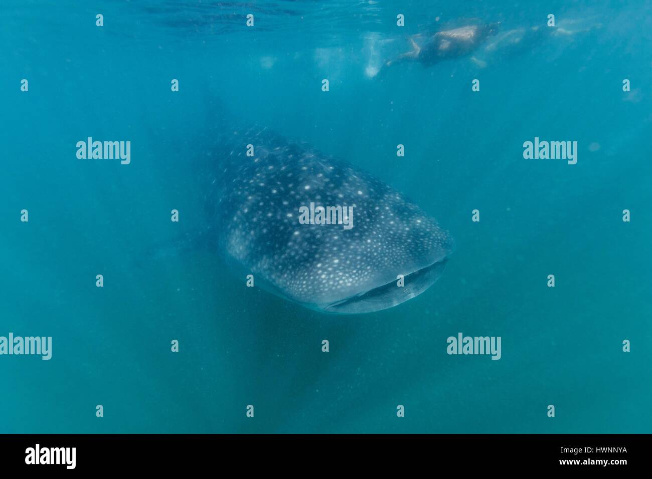 Philippines, Luzon, Sorsogon Province, Donsol, tourists swimming with ...