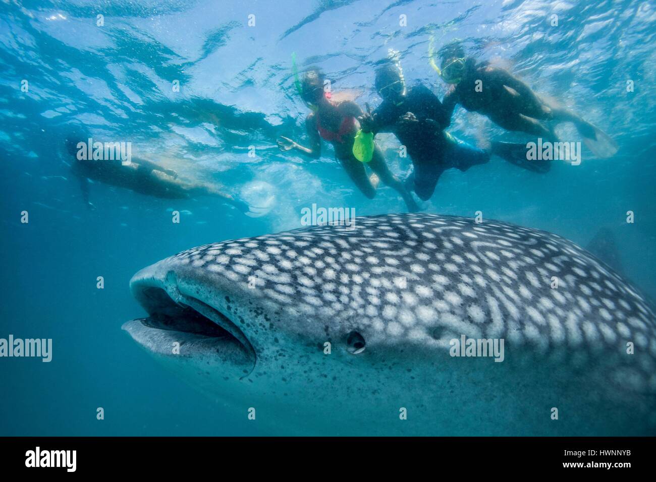 Philippines, Luzon, Sorsogon Province, Donsol, tourists swimming with ...