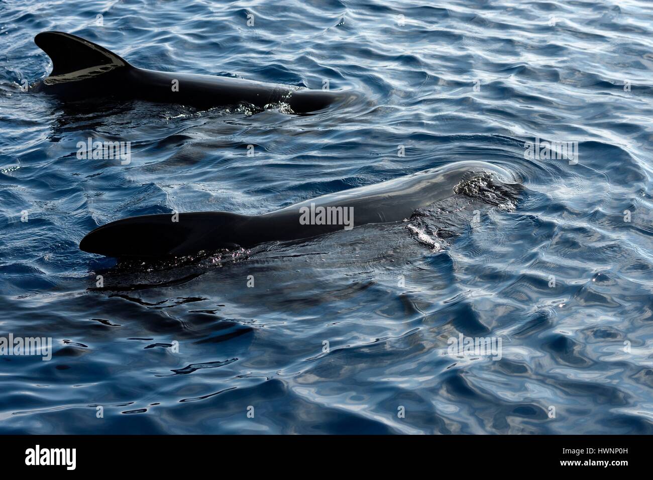 France, Var , Mediterranean Sea, sea outing with Association Decouverte ...