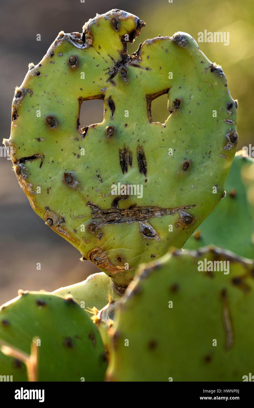 Cladode hi-res stock photography and images - Alamy