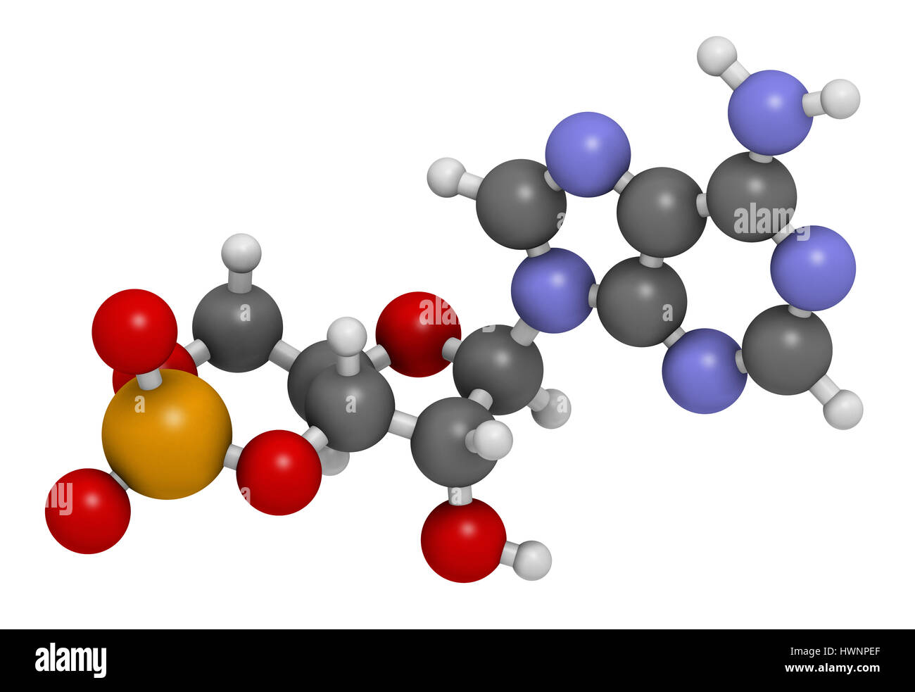 Cyclic Adenosine Monophosphate