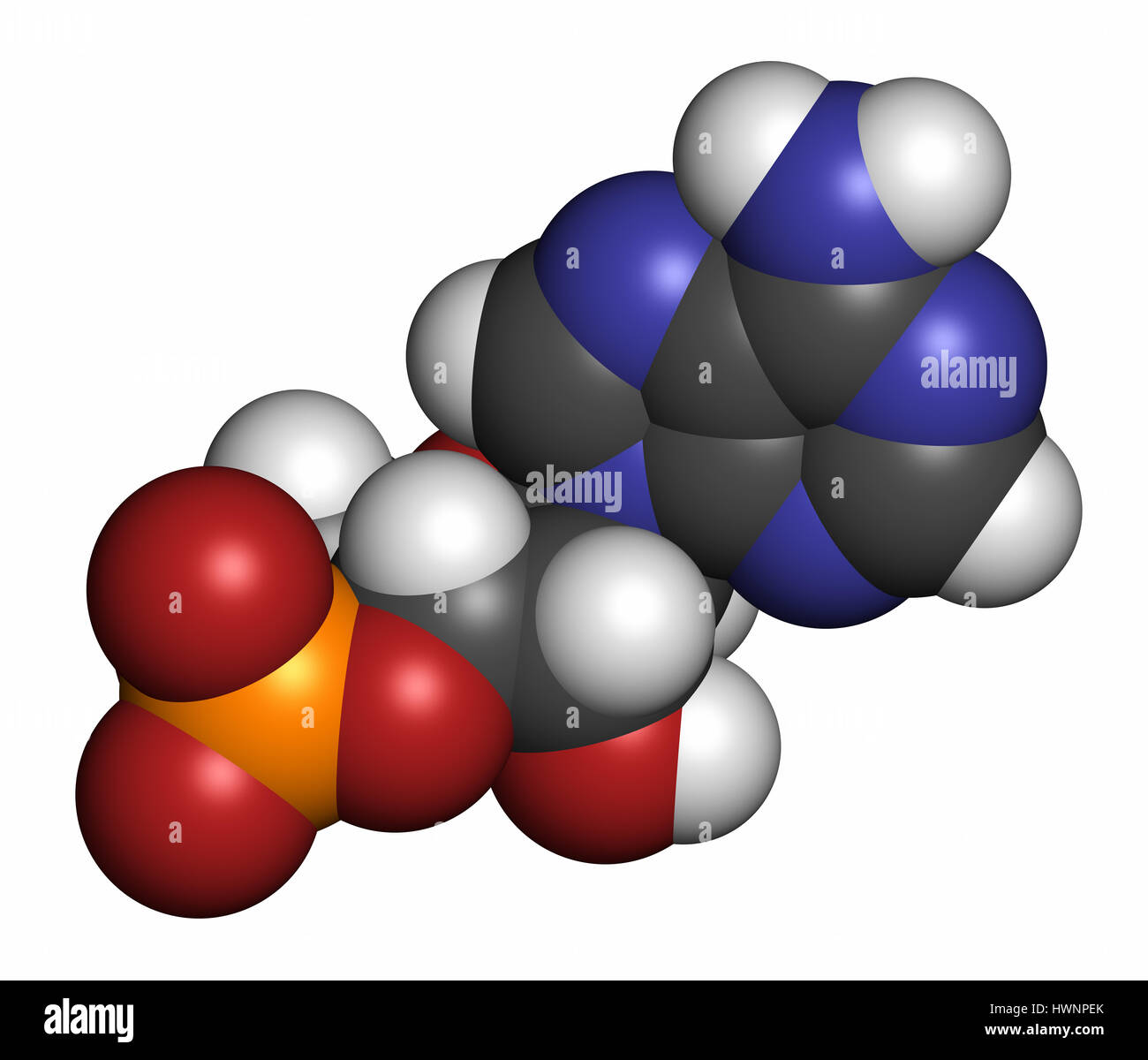 Cyclic adenosine monophosphate (cAMP) second messenger molecule. 3D ...