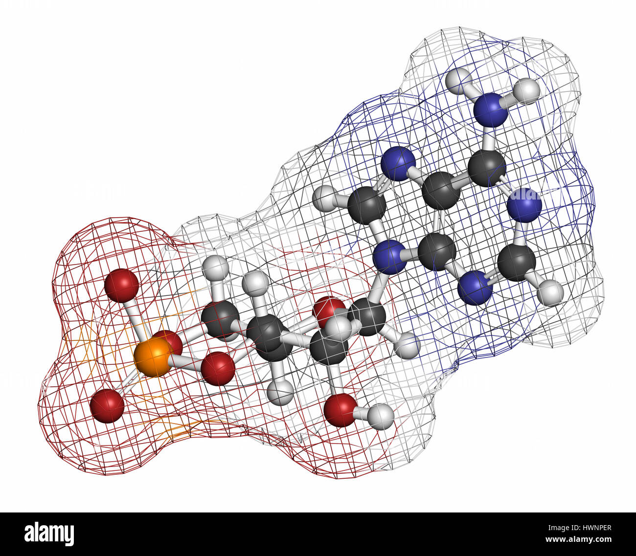 Cyclic adenosine monophosphate (cAMP) second messenger molecule. 3D ...