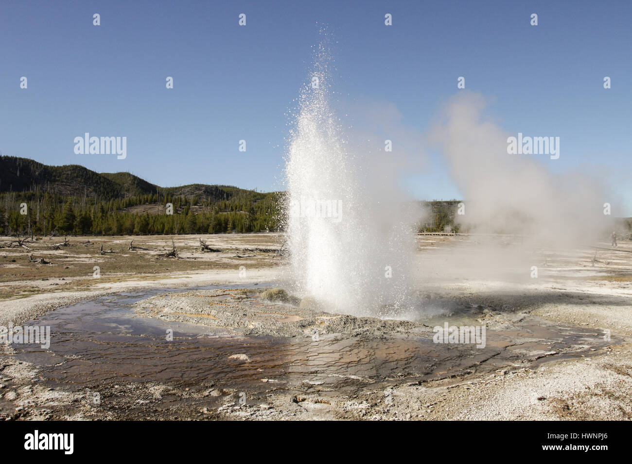 Jewel geyser eruption yellowstone hi-res stock photography and images ...