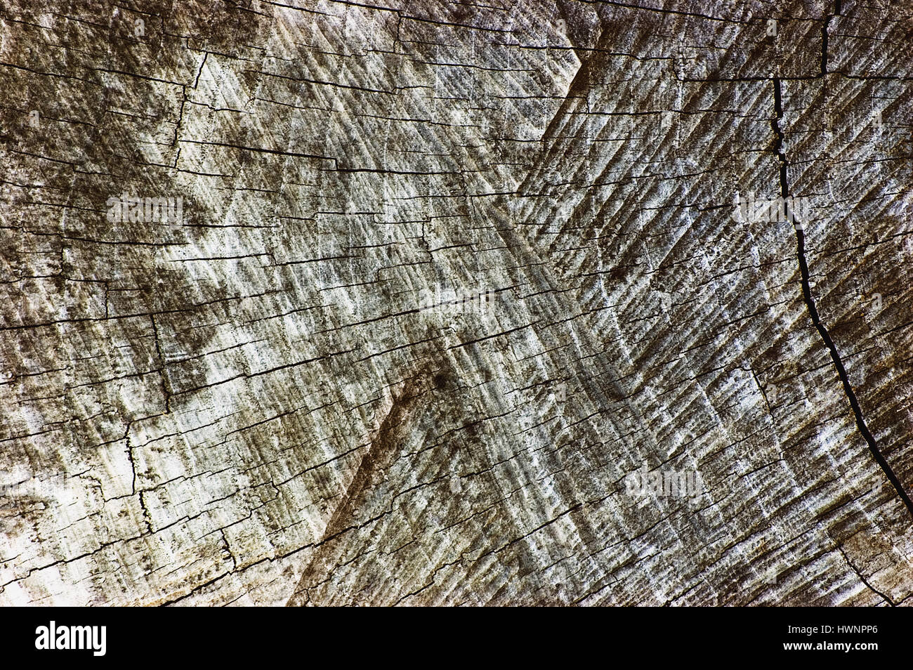 Natural Weathered Grey Tree Stump Cut Texture, Large Detailed Old Aged ...