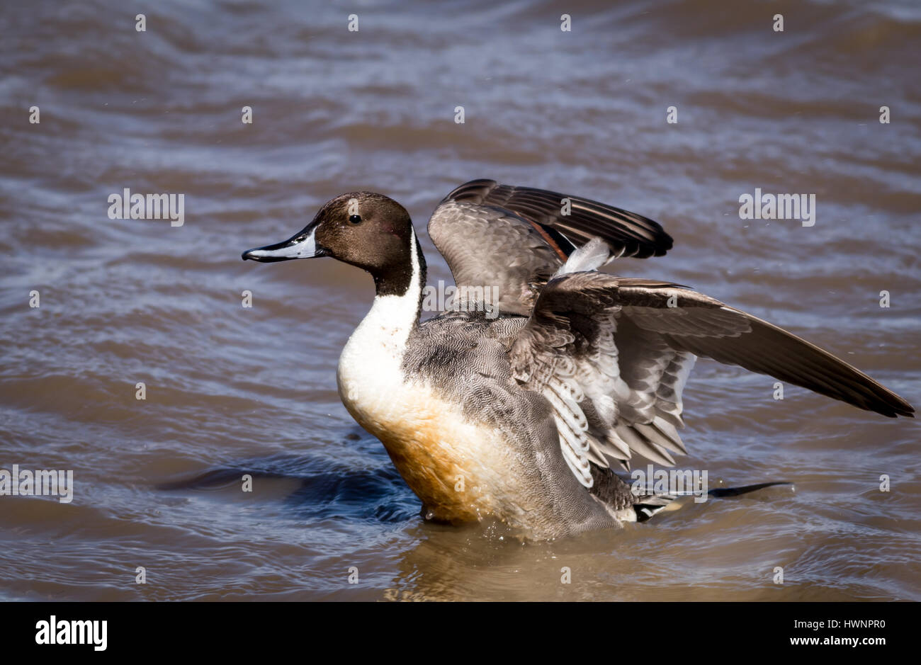 Northern Pintail Duck Stock Photos & Northern Pintail Duck Stock Images ...