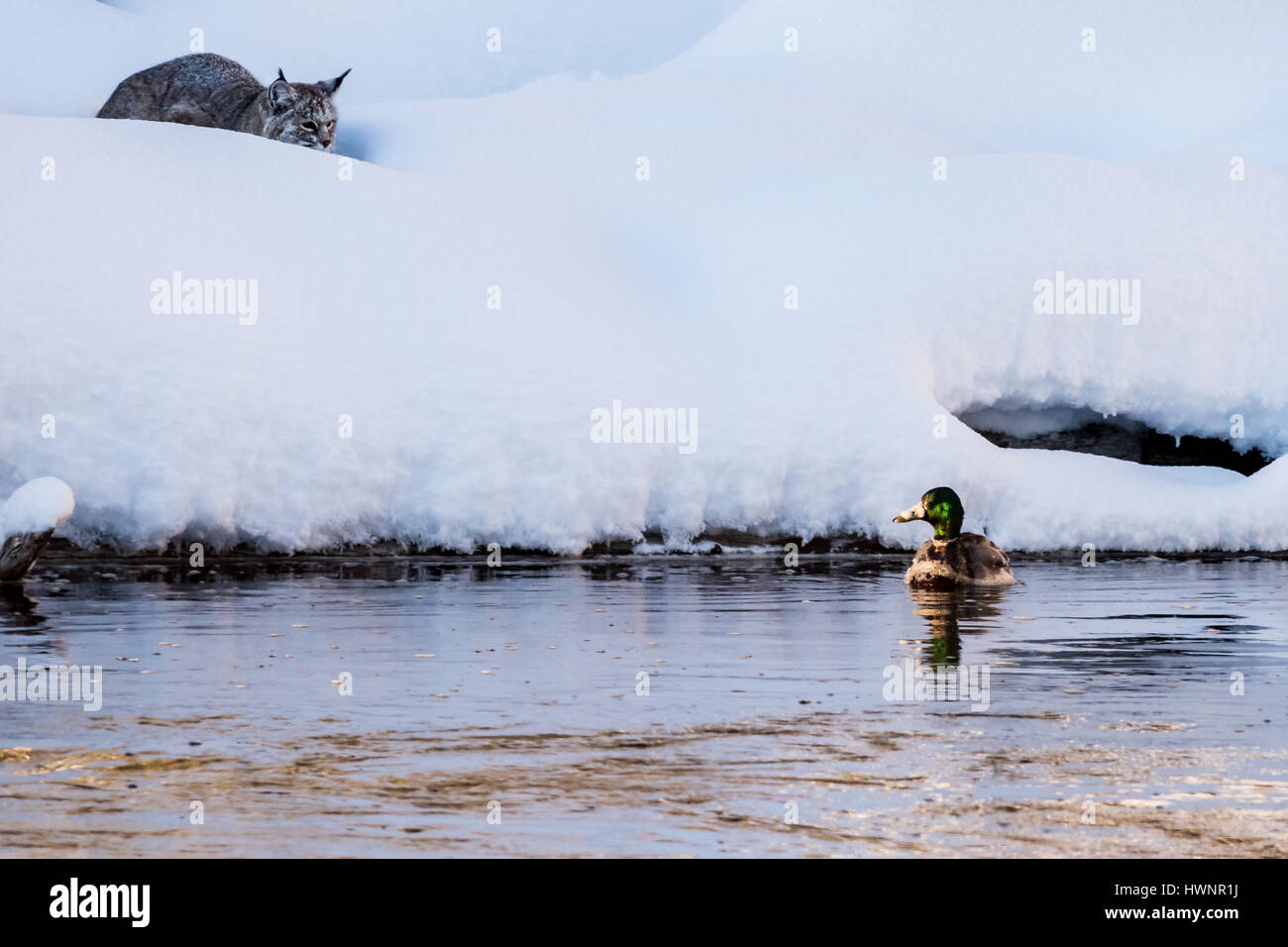 A Bobcat (Lynx rufus) stalking a duck on the Madison River in ...