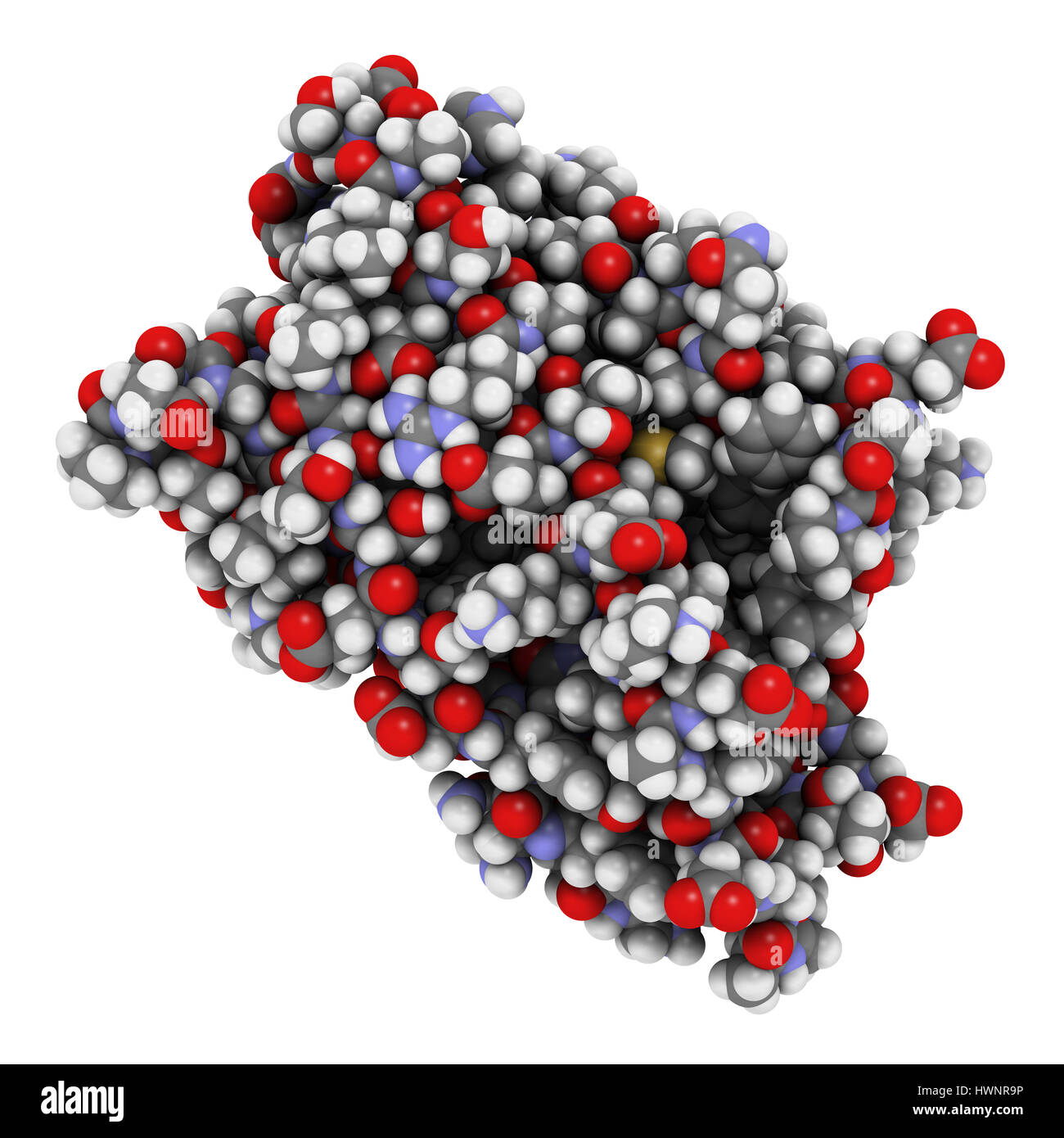 Birch pollen allergen protein Bet V1, 3D rendering. Atoms are ...