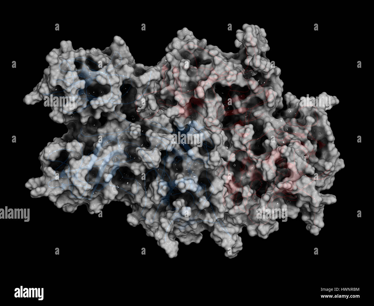 Coagulation factor VIII (fVIII) protein, 3D rendering. Deficiency ...