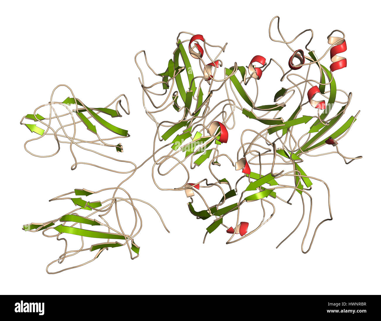 Coagulation factor VIII (fVIII) protein, 3D rendering. Deficiency ...