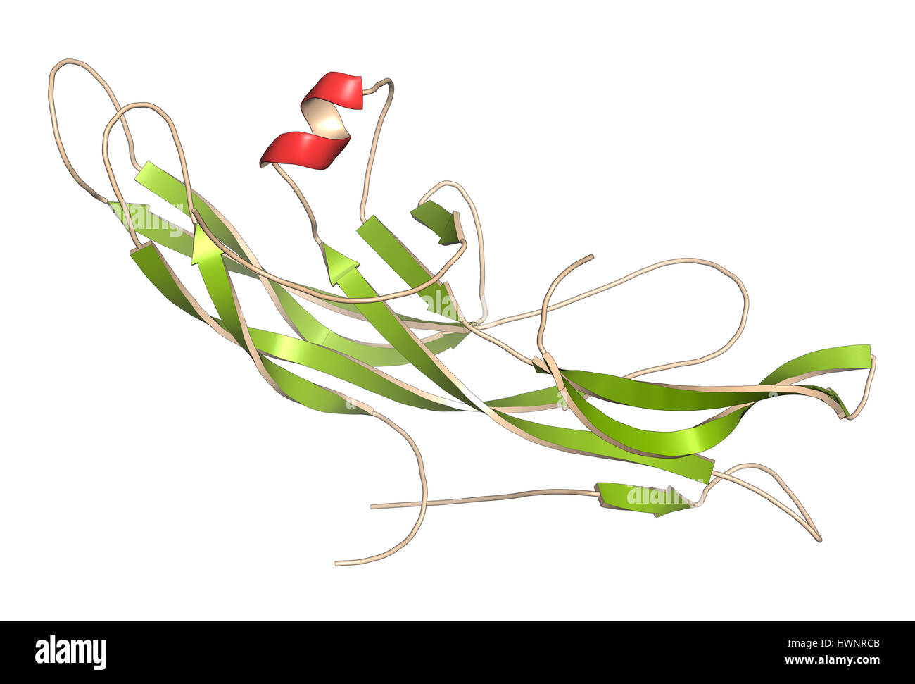 Human Chorionic Gonadotropin (hCG) glycoprotein hormone, 3D rendering ...