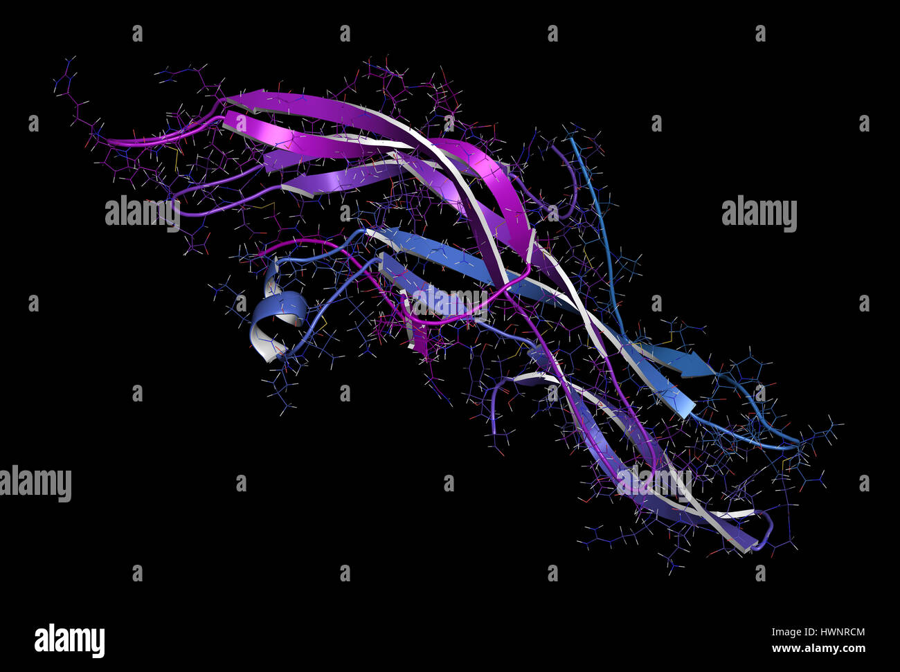 Human Chorionic Gonadotropin (hCG) glycoprotein hormone, 3D rendering ...