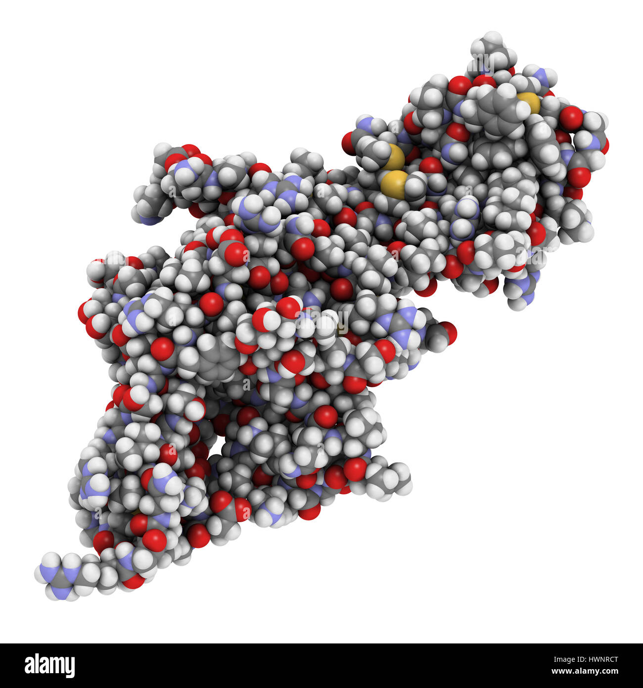 Human Chorionic Gonadotropin (hCG) glycoprotein hormone, 3D rendering ...