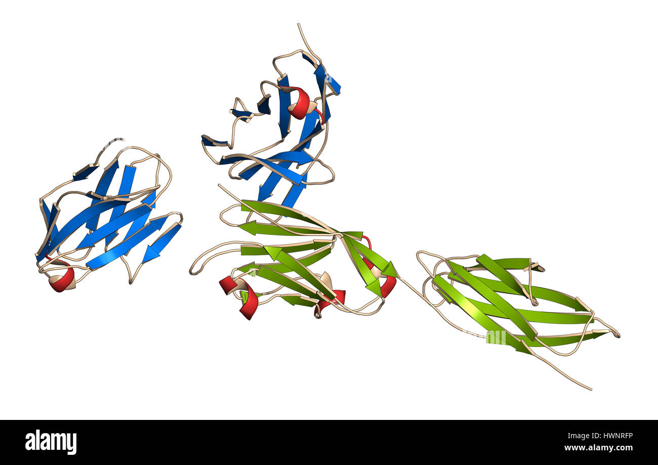 Programmed cell death 1 (PD-1, CD279, blue sheets) immune checkpoint ...