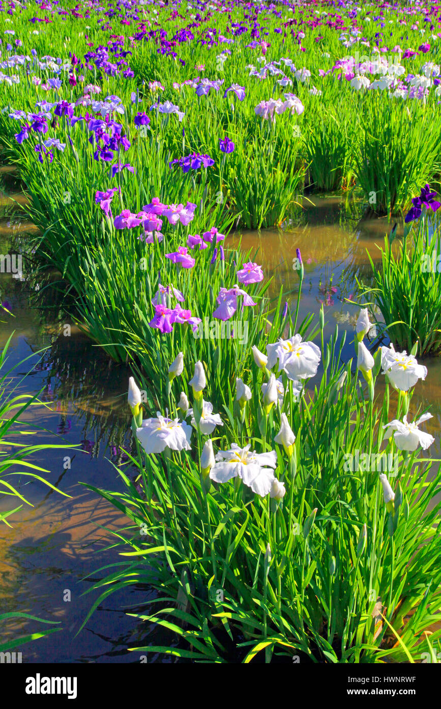 Japanese Iris Gardens at Kitayama Park Higashimurayama city Tokyo Japan ...