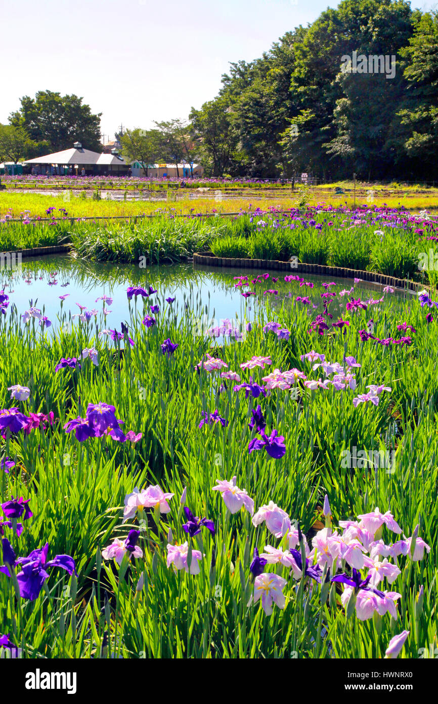 Japanese Iris Gardens at Kitayama Park Higashimurayama city Tokyo Japan ...