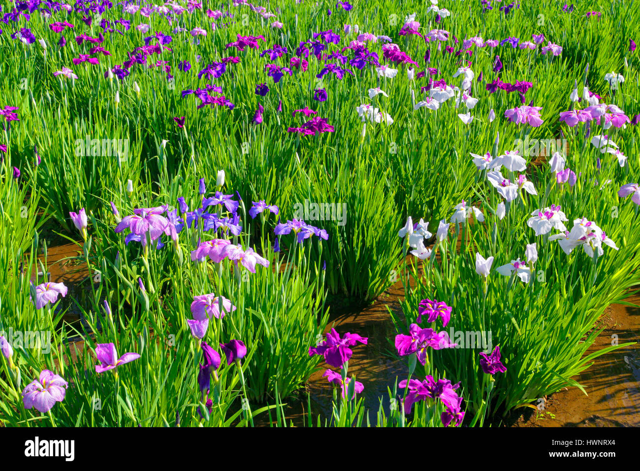 Japanese Iris Gardens at Kitayama Park Higashimurayama city Tokyo Japan ...