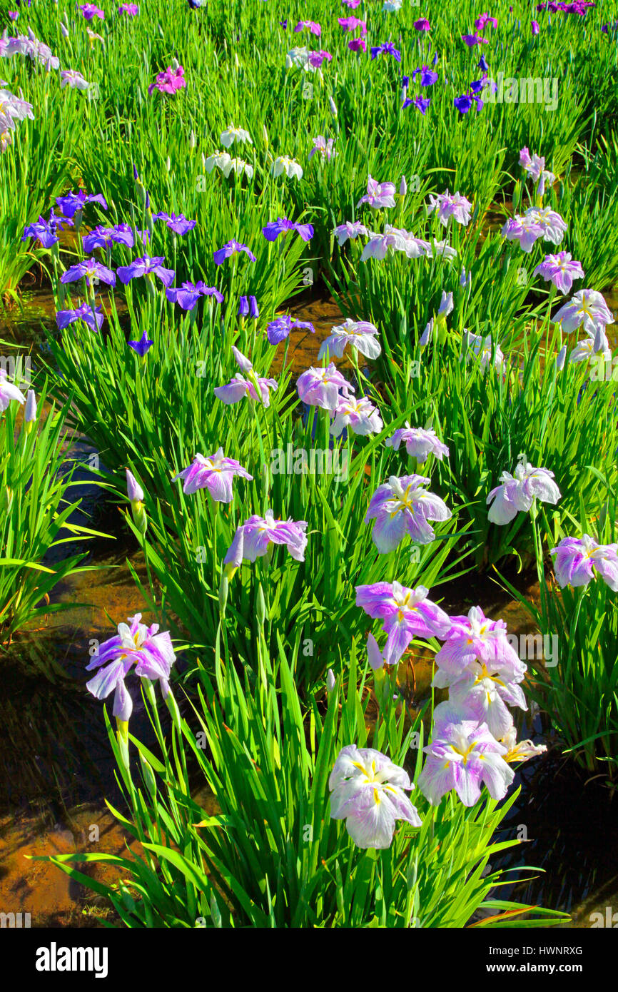Japanese Iris Gardens at Kitayama Park Higashimurayama city Tokyo Japan ...